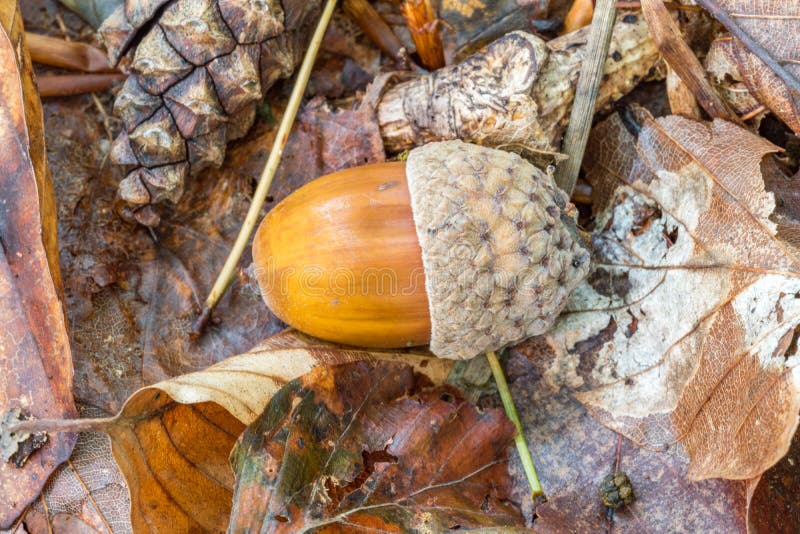 Fallen Acorns Fruit. Oak Nut Tree Stock Image - Image of brown ...