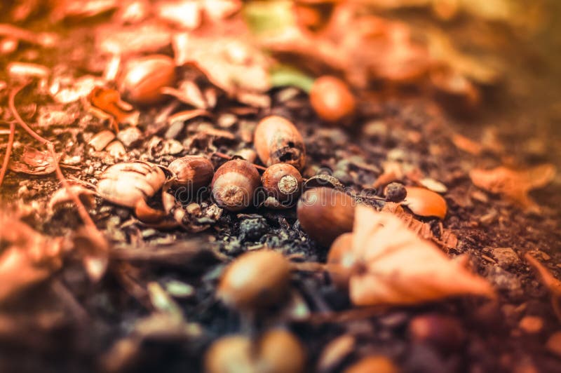 Fallen Acorns with Hats Lie on the Ground in the Forest among the ...