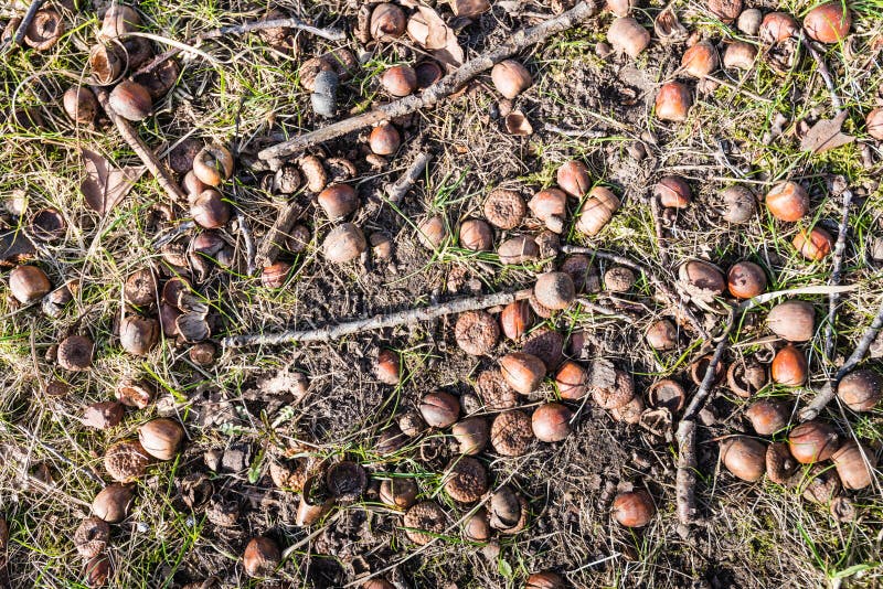 Fallen Acorns Twigs Forest Bottom Stock Photos - Free & Royalty-Free ...