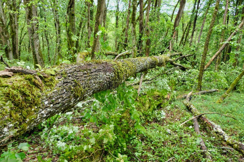 Fallen Ancient Oak Tree stock image. Image of tree, roots - 318731653