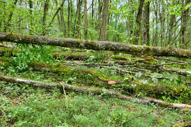Fallen Ancient Oak Tree stock image. Image of storm - 318731861