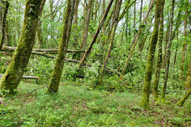 Fallen Ancient Oak Tree stock photo. Image of wind, outdoor - 318732108