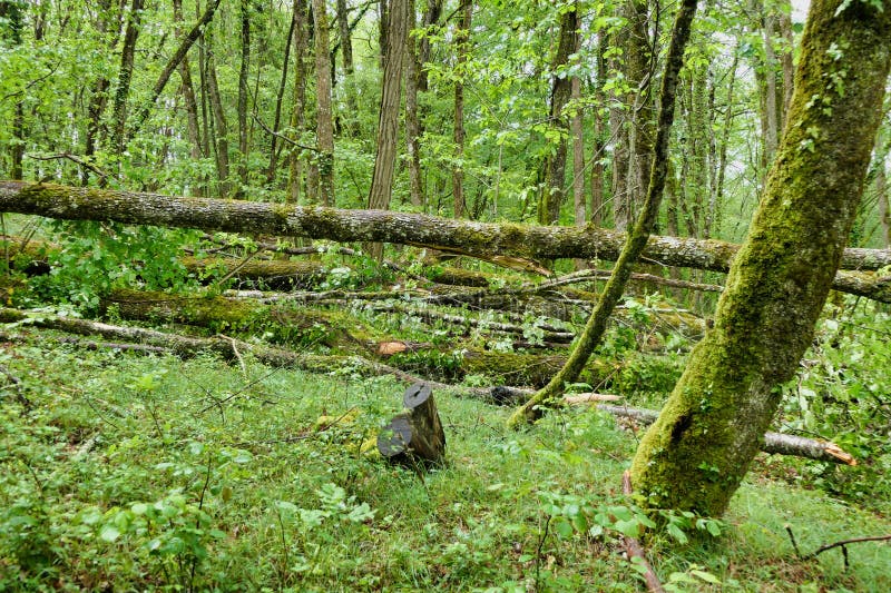 Fallen Ancient Oak Tree stock photo. Image of dead, outdoor - 318732380