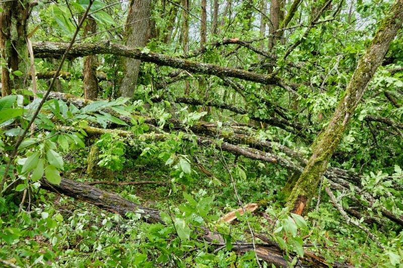 Fallen Ancient Oak Tree stock photo. Image of fallen - 318732506