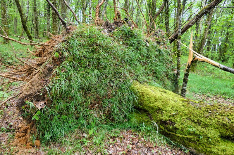 Fallen Ancient Oak Tree stock photo. Image of fallen - 318731354