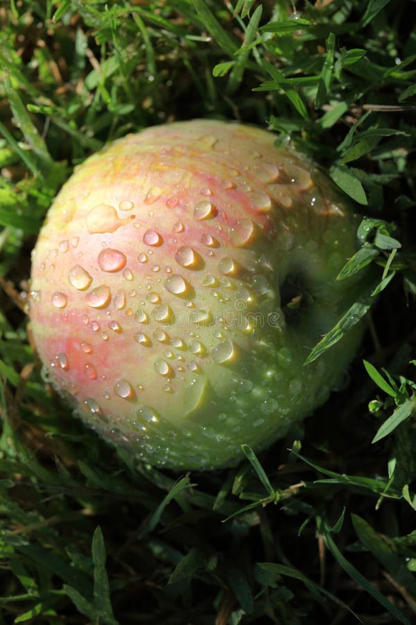 Fallen Apple stock photo. Image of ripe, nature, lawn - 20647722