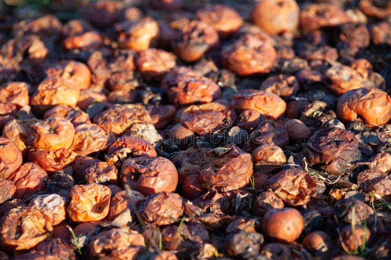 Fallen Apple Fruits Rot on Ground Stock Image - Image of drink, ground ...