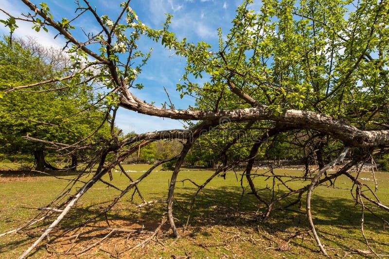 Fallen apple tree stock photo. Image of spring, green - 96860404
