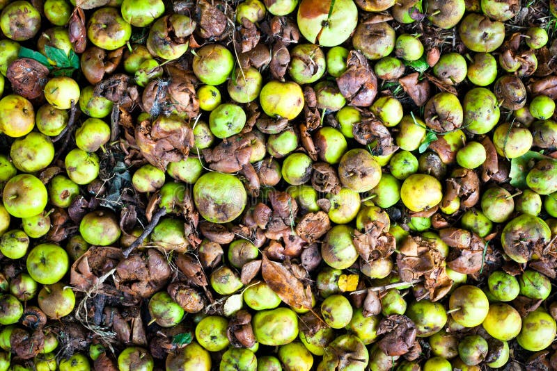Fallen apples stock photo. Image of outdoors, countryside - 27595136
