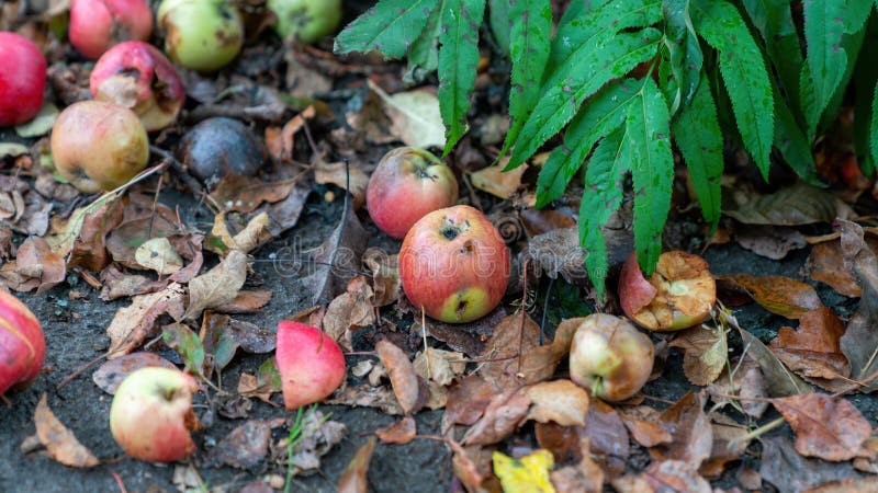 Fallen Apples from an Apple Tree Laying on the Ground Stock Photo ...