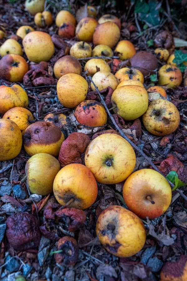 Fallen apples stock image. Image of decay, tree, fall - 279881363