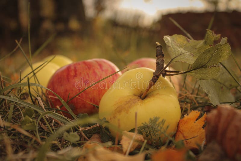 Fallen apples in the grass stock photo. Image of nature - 214469528