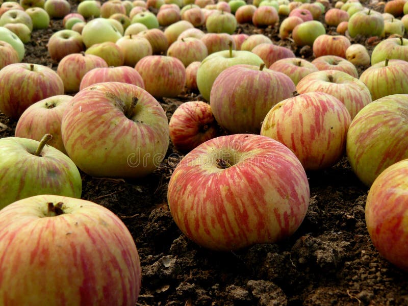 Fallen apples stock photo. Image of harvest, farm, natural - 42942482