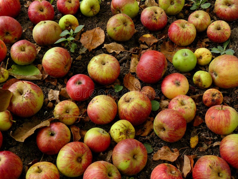 Fallen apples stock image. Image of autmnal, large, apple - 43593855
