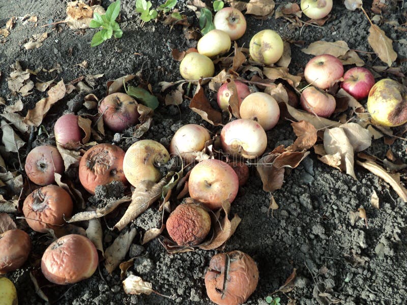 Fallen Apples Lie on the Ground Stock Photo - Image of apples, dropped ...