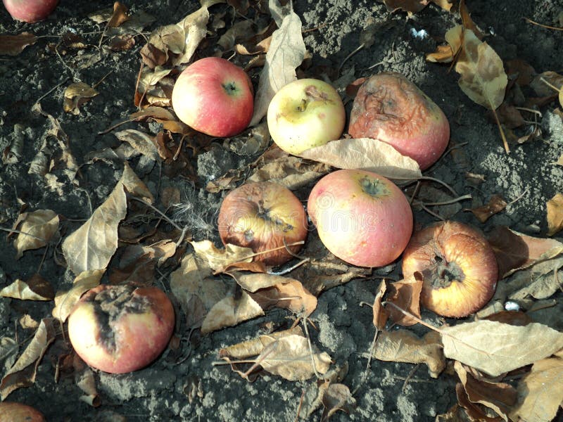 Fallen Apples Lie on the Ground Stock Photo - Image of autumn, harvest ...