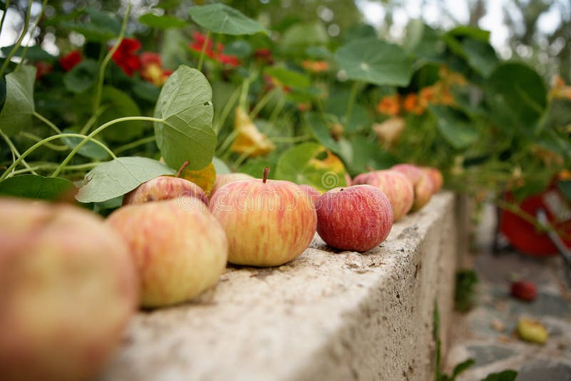 Fallen apples stock photo. Image of harvest, fruit, horizontal - 43747630