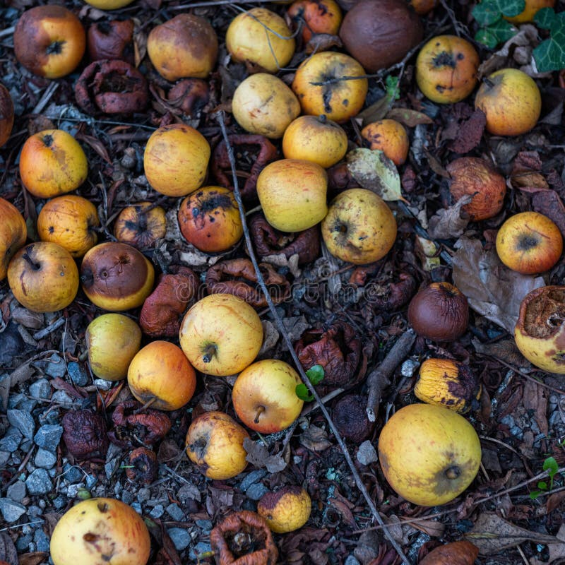 Fallen apples stock photo. Image of agriculture, trash - 279820172