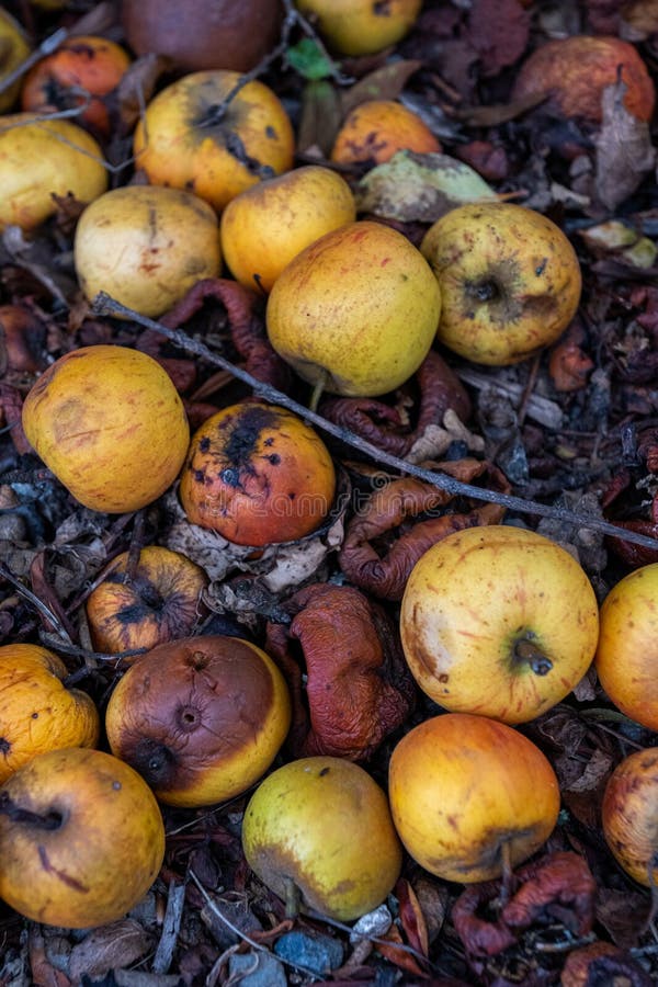Fallen apples stock photo. Image of fallen, spoiled - 280157708