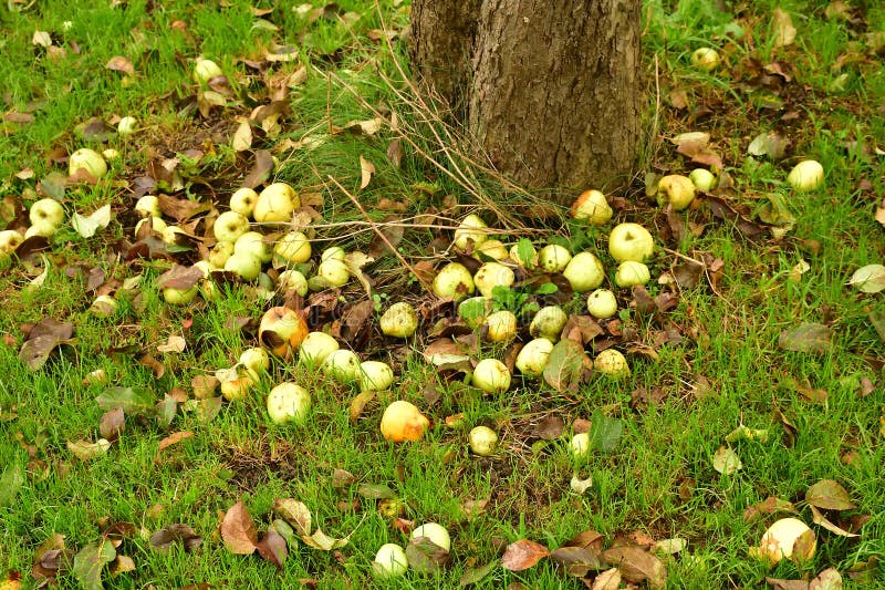 Fallen apples at a tree stock photo. Image of fruit - 341679030