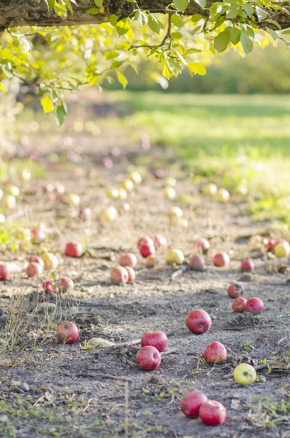 Fallen Apples Under an Apple Tree Stock Photo - Image of ripe, organic ...