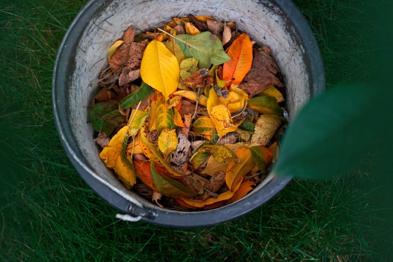 Fallen Autumn Foliage in a Bucket Stock Photo - Image of leaf, natural ...