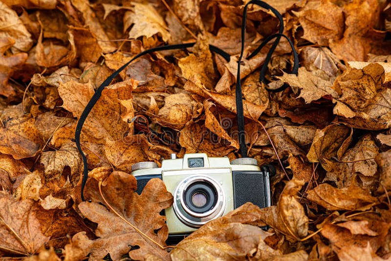 Fallen Autumn Foliage in the Forest and a Lying Old Film Camera Stock ...