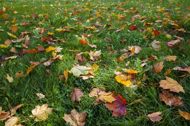 Fallen Autumn Foliage of Trees on Green Grass Stock Image - Image of ...