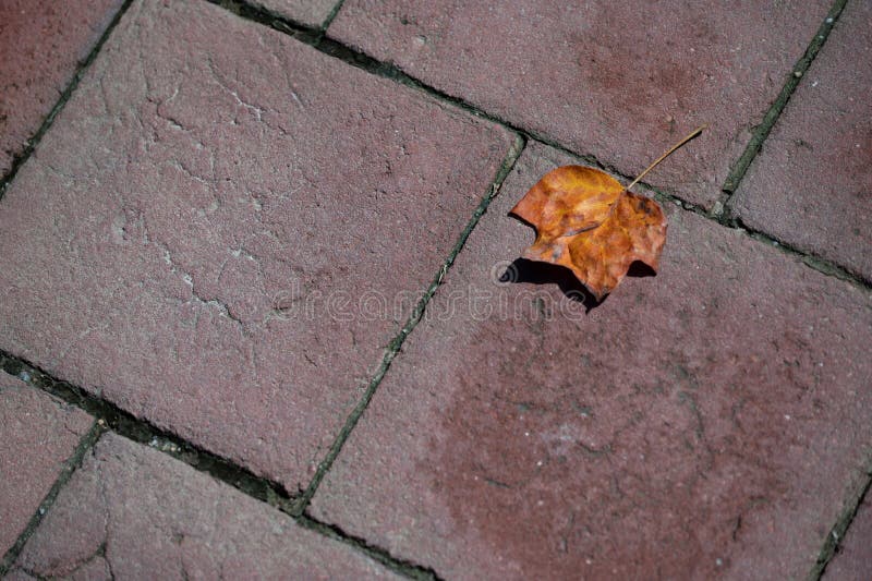 Fallen Autumn Leaf on Brick Ground Stock Image - Image of street ...
