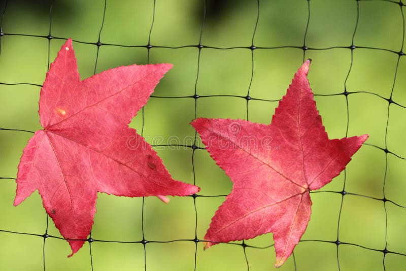 A Fallen Autumn Leaf Caught on a Wire Net Stock Photo - Image of metal ...