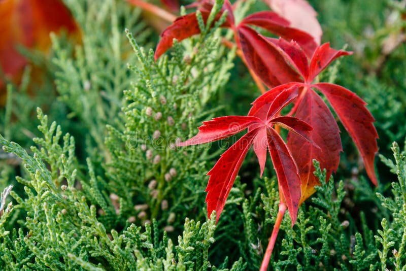 Fallen autumn leaf stock image. Image of autumn, maple - 101760321