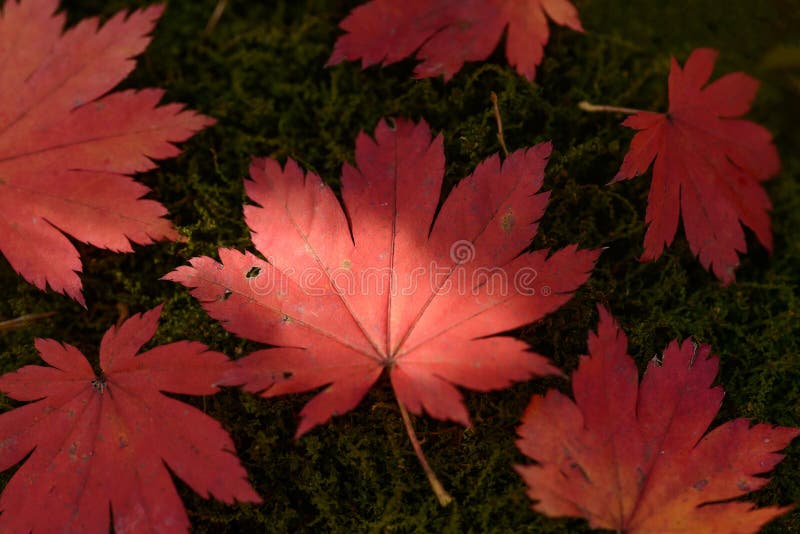 Fallen autumn leaf stock image. Image of nature, autumn - 178002223
