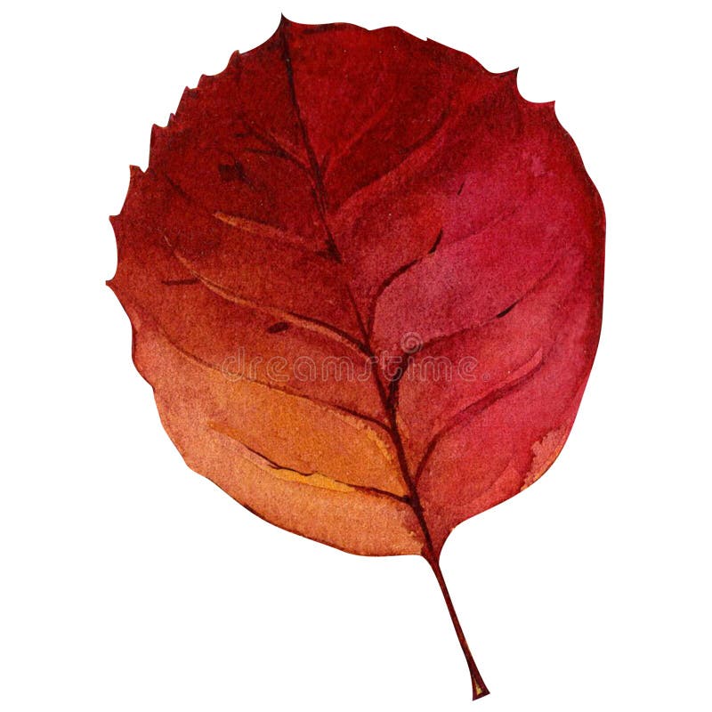 Fallen Autumn Leaf. Watercolor Illustration Isolated on White ...