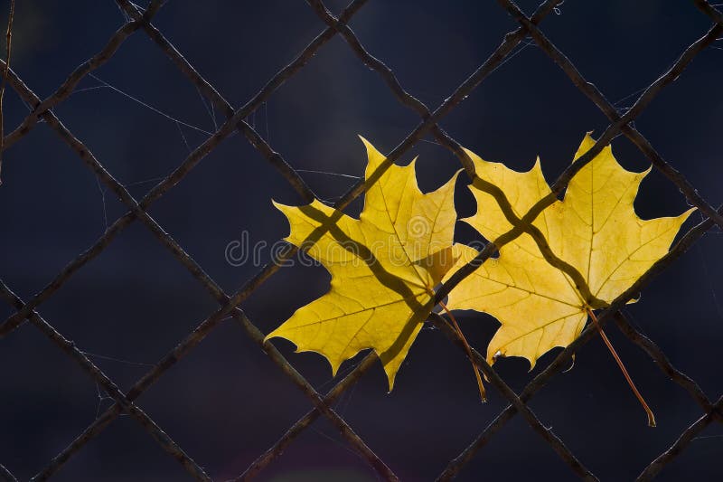A Fallen Autumn Leaf on a Wire Fence Stock Photo - Image of organic ...