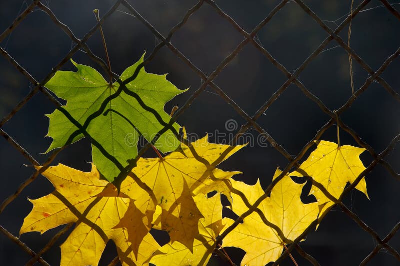 A Fallen Autumn Leaf on a Wire Fence Stock Photo - Image of bright ...