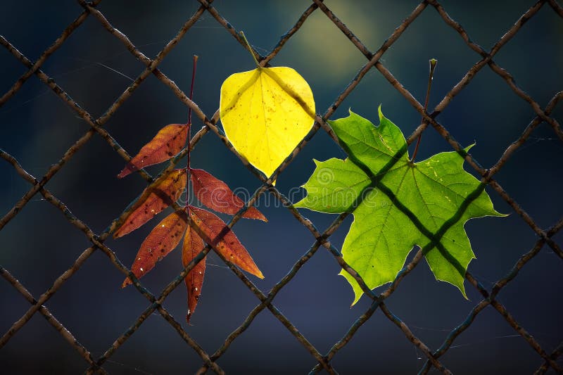A Fallen Autumn Leaf on a Wire Fence Stock Photo - Image of outdoor ...
