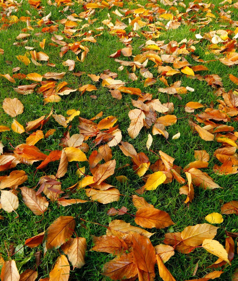 Fallen Autumn Leafs on a Grass Stock Photo - Image of chore, dead: 36553318