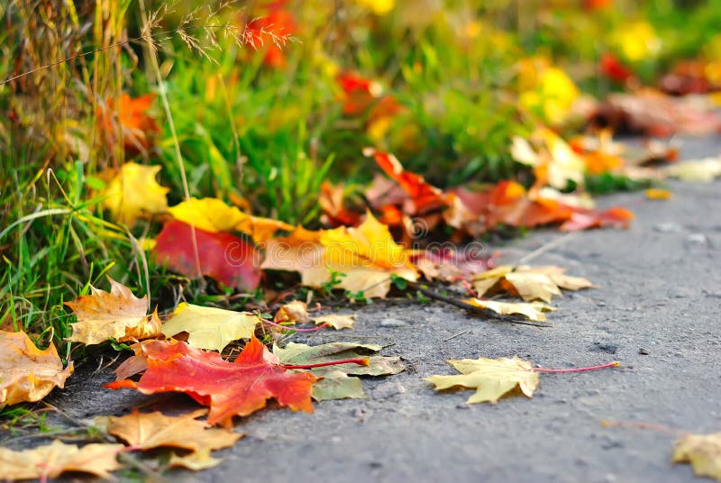 Fallen autumn leaves stock image. Image of leaves, nature - 22589061