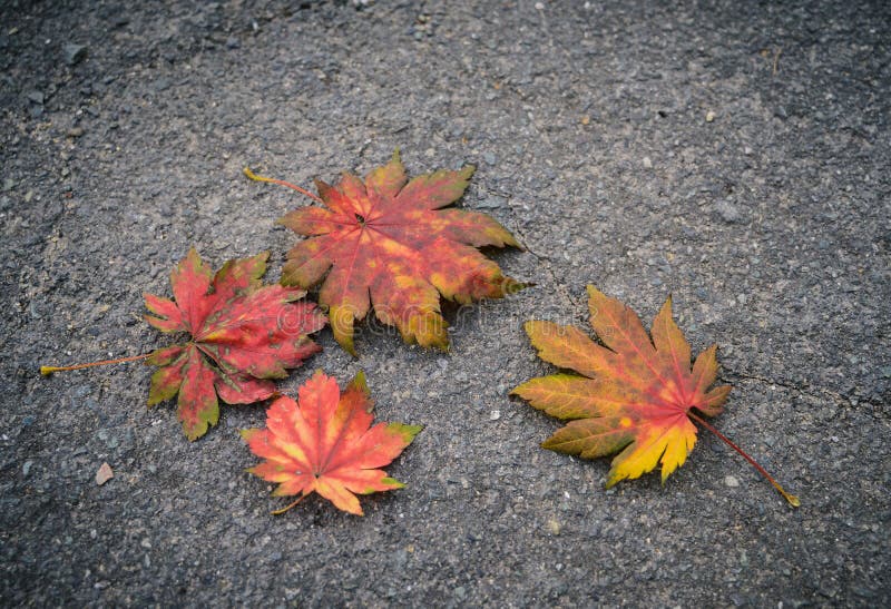 Autumn leaves. stock photo. Image of crumple, park, maple - 161350922