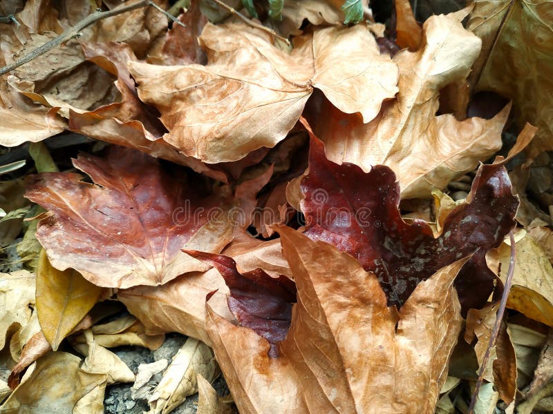 Fallen Autumn Leaves and Branches Background Stock Photo - Image of ...
