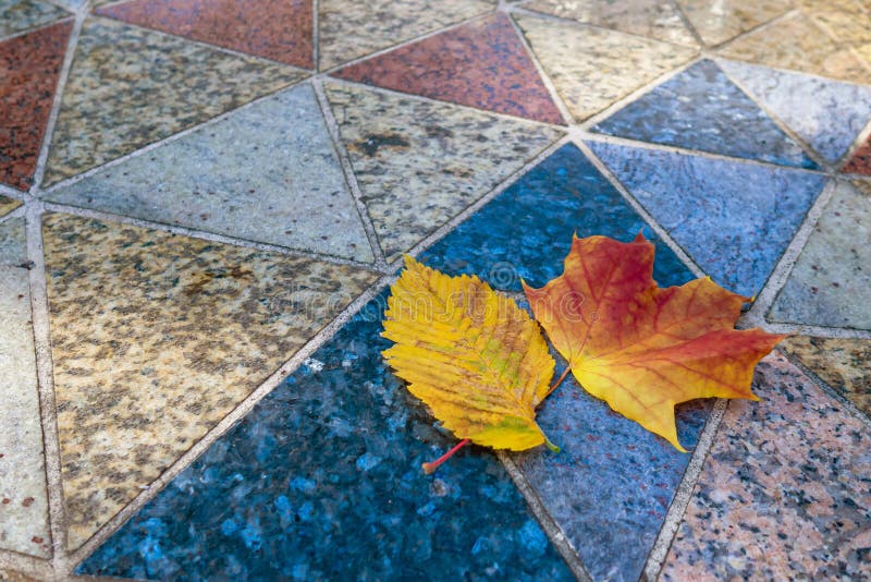 Fallen Autumn Leaves on a Decorative Polished Tile on a Sunny Day ...
