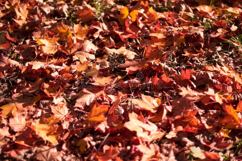 Fallen autumn leaves stock image. Image of leaf, forest - 146833829