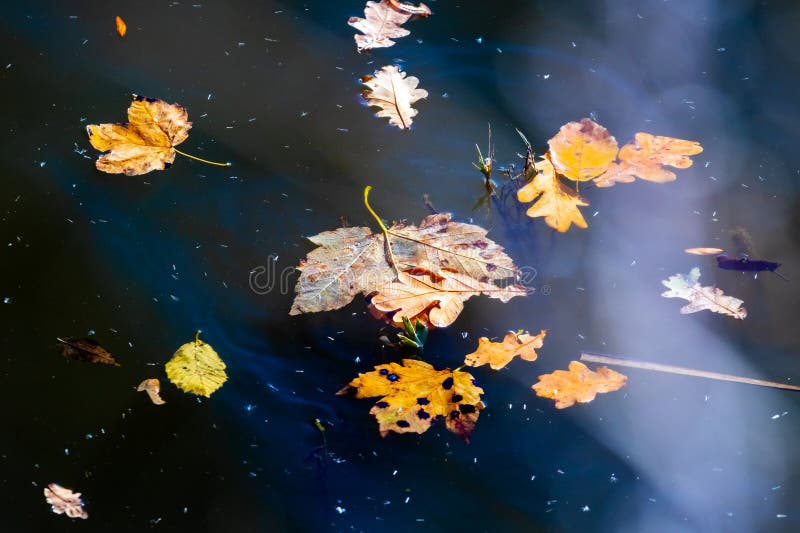 Fallen Autumn Leaves Float on the Water Stock Photo - Image of autumn ...