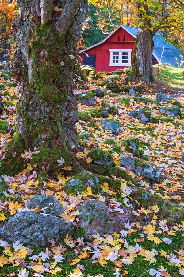 Fallen Autumn Leaves in a Garden with a Red Shed Stock Image - Image of ...