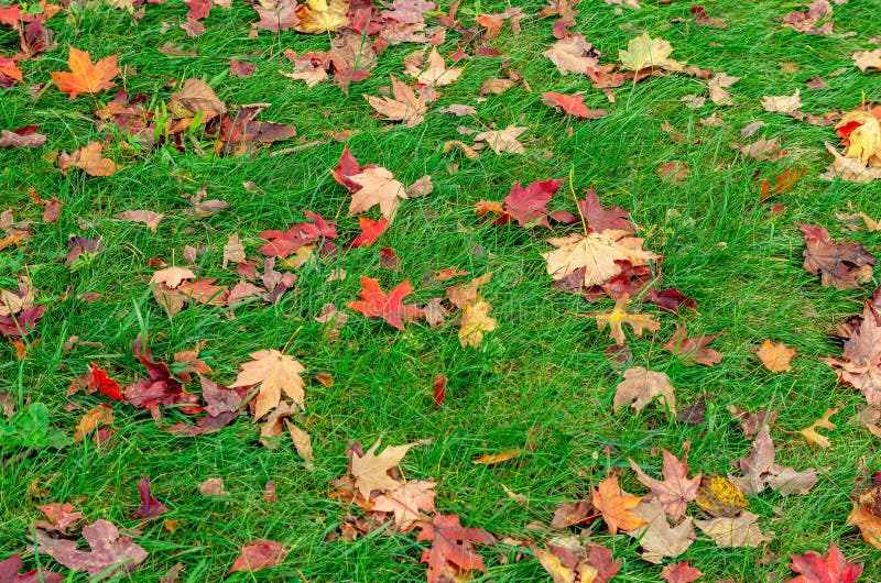 Fallen Autumn Leaves on the Grass Stock Image - Image of background ...
