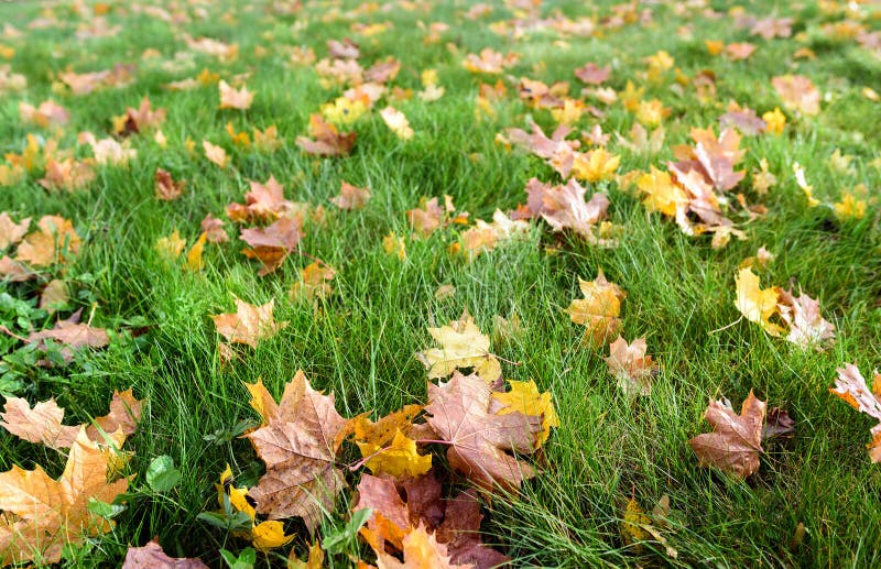 Fallen Autumn Leaves on Green Grass Stock Photo - Image of brown, leaf ... Fallen Autumn Leaves on Green Grass Stock Photo - Image of brown, leaf ...