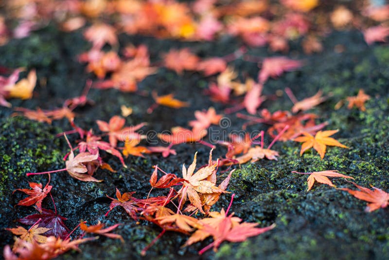 Fallen Autumn Leaves on the Ground Stock Photo - Image of color, leaf ...