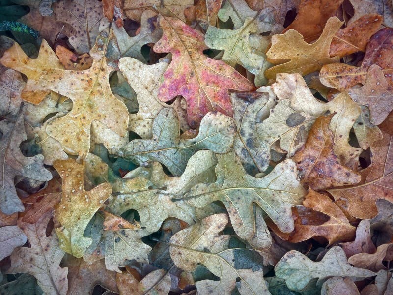 Fallen Autumn Leaves on Ground. Stock Photo - Image of overhead, season ...