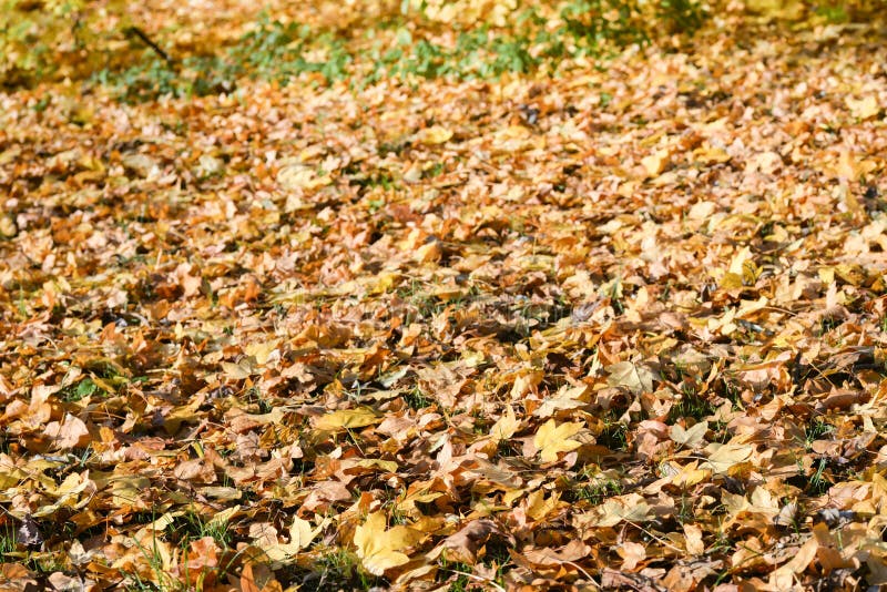 Fallen Autumn Leaves on Ground Stock Image - Image of botany, ground ...
