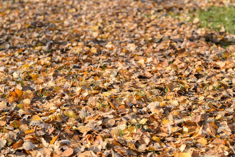 Fallen Autumn Leaves on Ground Stock Photo - Image of golden, ecology ...